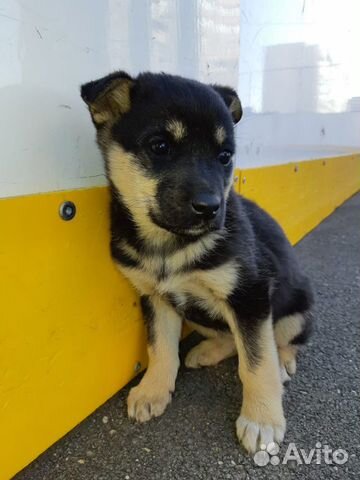 Щенок 1,5 месяца