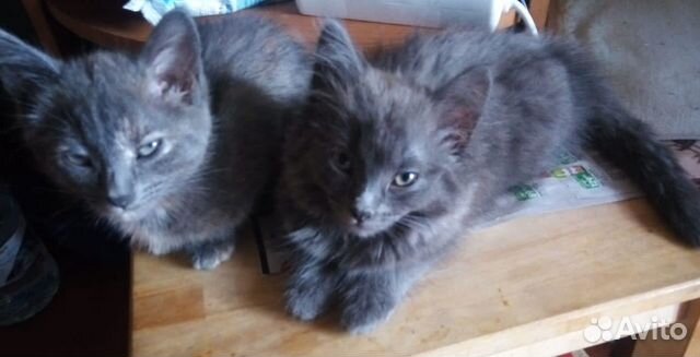 Кошка в дар