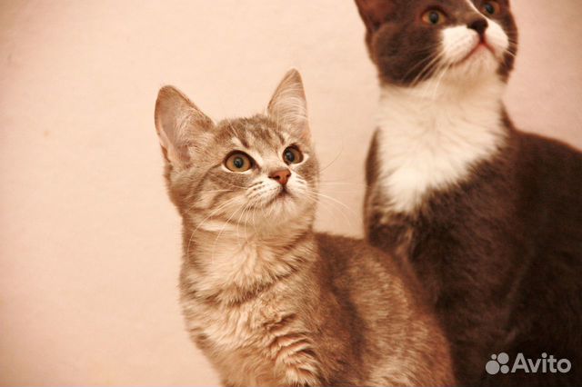 Котята Тигрята в дар в добрые руки