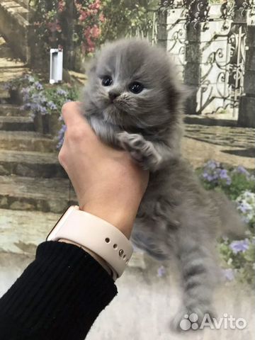Шотланский котенок девочка