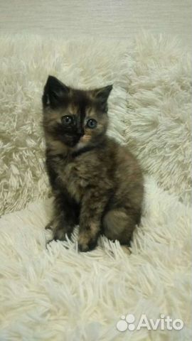 Кошка