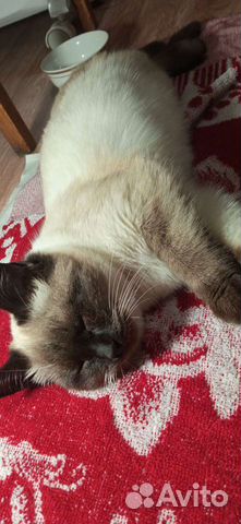Тайские котята бесплатно