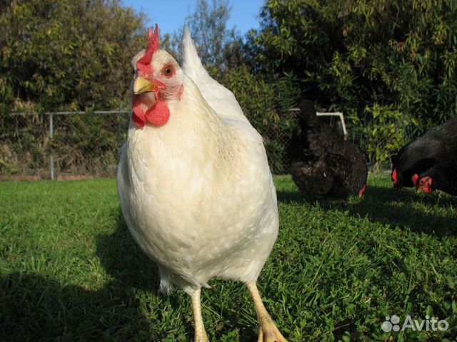 Куры несушки, утки мускусные, гуси