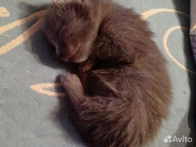 Серый котенок