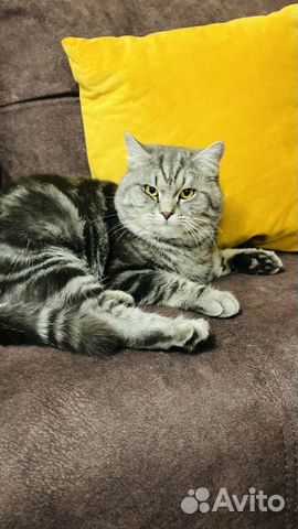 Британский кот Вязка