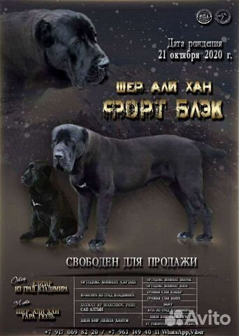 Подросток среднеазиатской овчарки