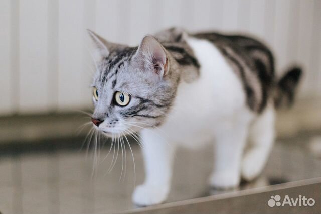 Тео ищет свой дом