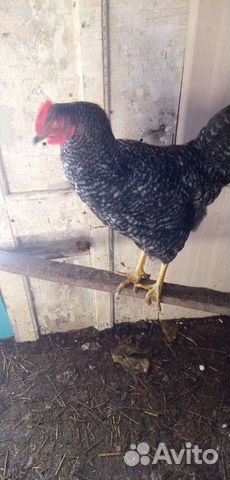 Петух 4.5 месяца обмен на курей