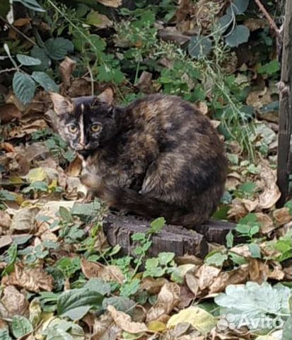 Отдадим котенка