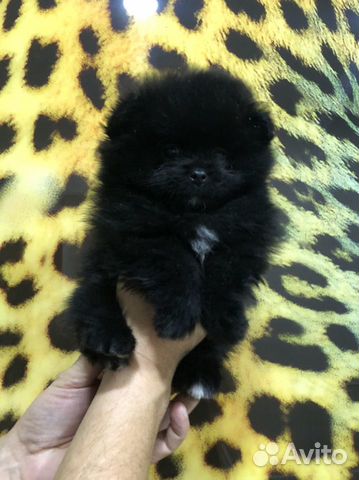 Черный принц