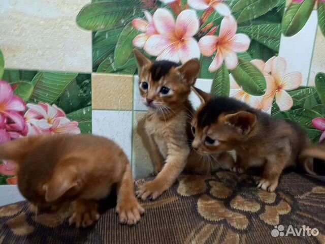 Абиссинская