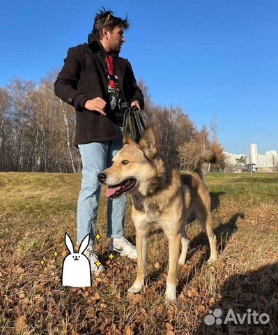 Джоник волколак