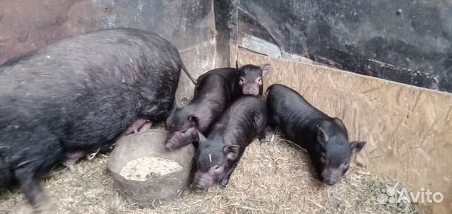 Вьетнамский хряк