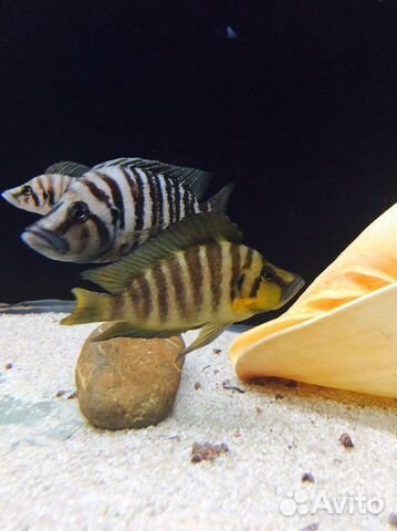 Аквариумные рыбки