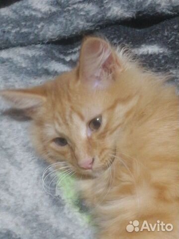 Котик Рыжик