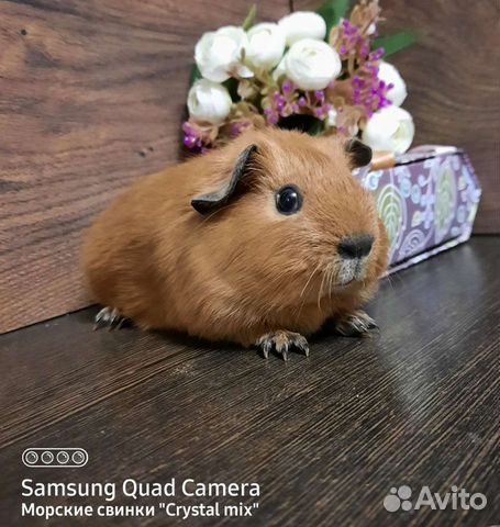 Морская свинка, "калифорнийская"девочка