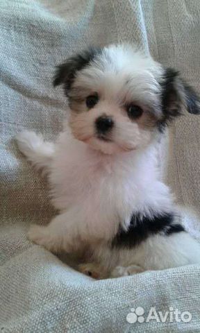 Мальтезе+рцб (русская болонка) смесь