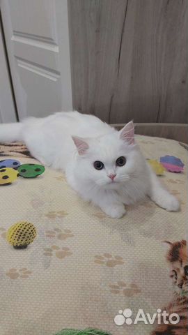 Кошки вислоухие