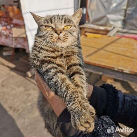 Символ года в добрые руки