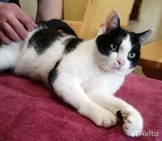 Лиза отдам в добрые руки. Доставка