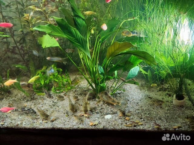 Крапчатые сомики расплодились