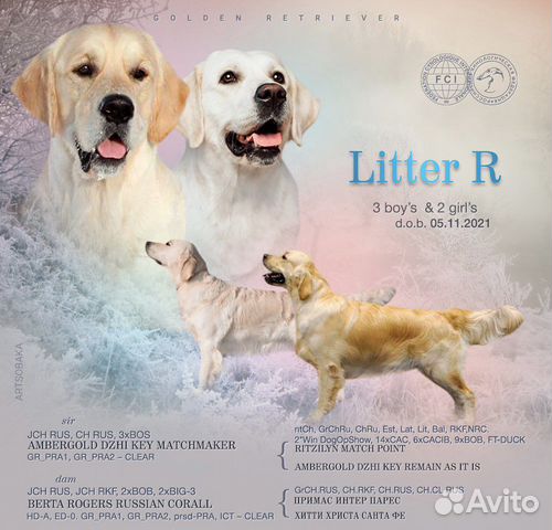 Золотистый ретривер. Щенки