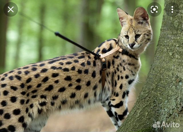 Кошка саванна f1 приму даром