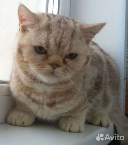 Британский котик мраморно шоколад серебро