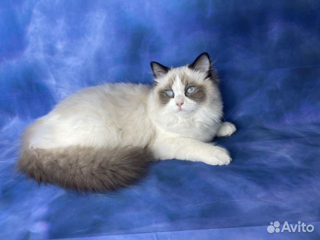 Девочка Рэгдолл Seal bicolor в домашние любимцы