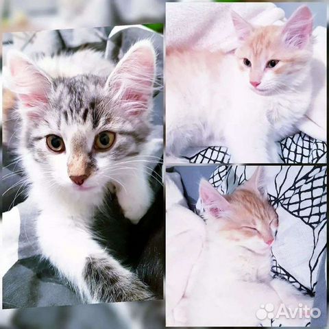 Котята, котёнок пушистые малышки в дар