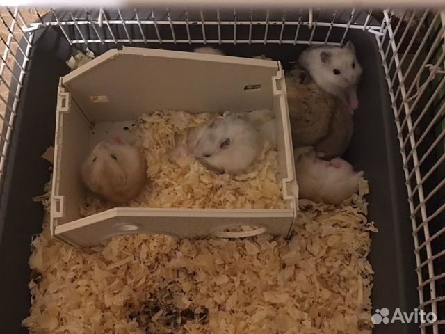 Джунгарские хомячата