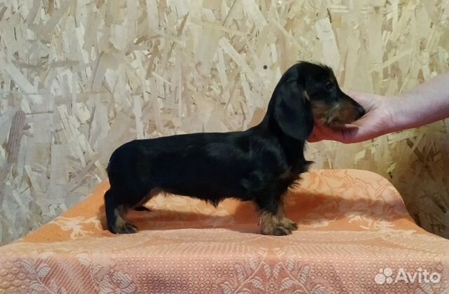 Кроличья жш Дюймовочка