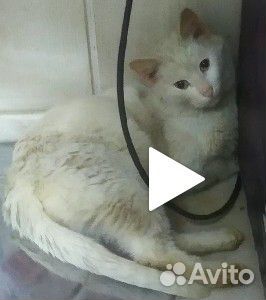 Красивый, добрый котик бомжует, где пускают