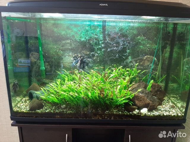 Аквариум 240л и внешний фильтр