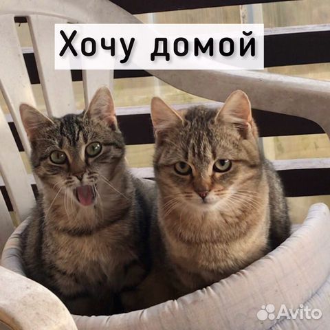 Котенок девочка Европейская