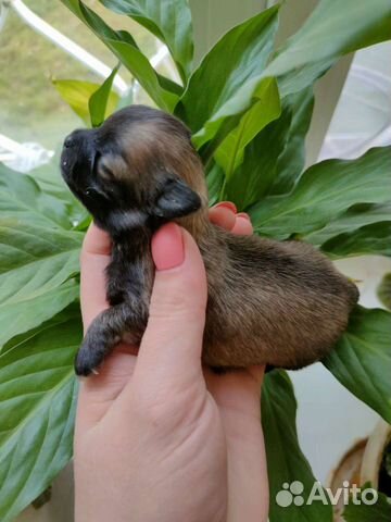 Щенки чихуахуа под резерв