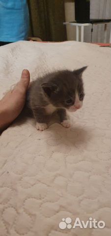 Котенок в добрые руки