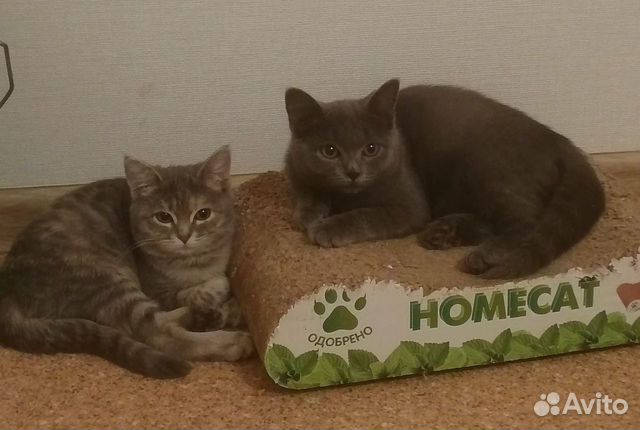 Британец котенок, 3.5 месяца