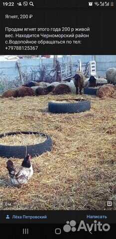 Овцы бараны ягнята оптом