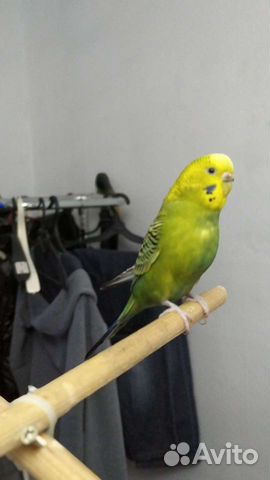 Волнистик девочка ручная 1 год