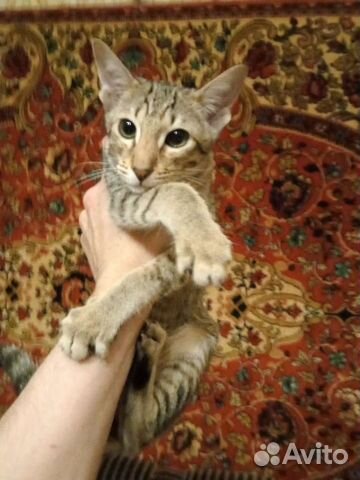 Ориентальные котята