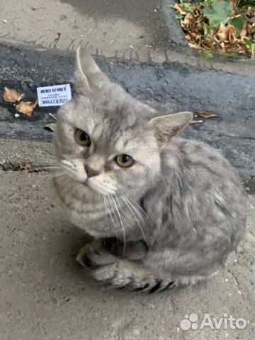 Найден котик Автозавод