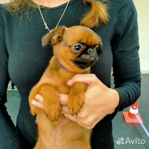 Яркий рыжик