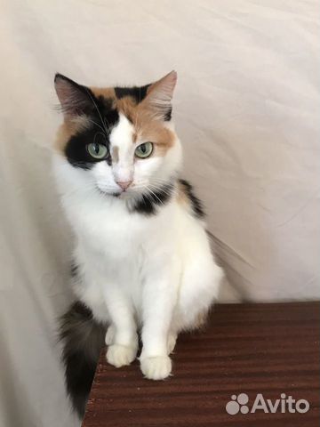 Кошечка в добрые руки