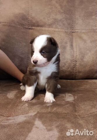 Якутская лайка