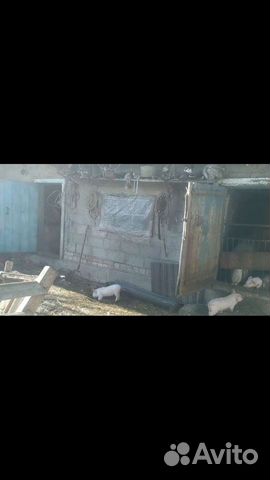 Свиньи на мясо