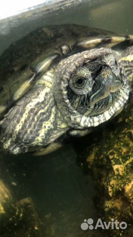 Красноухая зеленоглазая черепаха