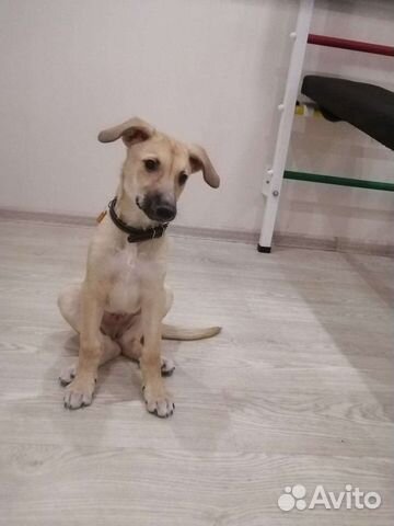 Тимоша ищет семью