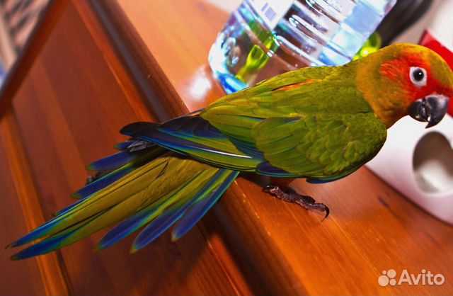 Солнечный аратинга выкормыш