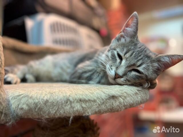 Котенок Дарси 3,5 мес ищет дом